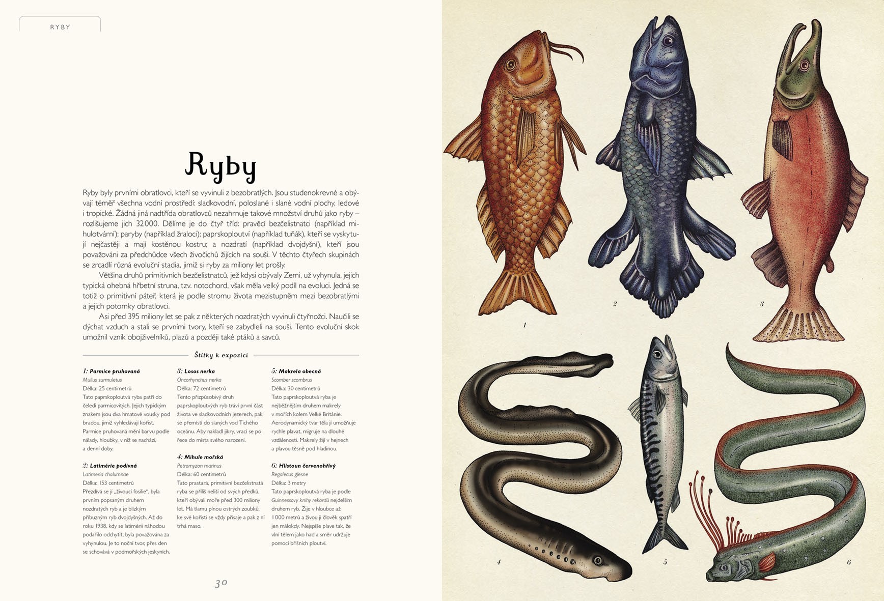 Animalium - Broom Jenny - Megaknihy.cz